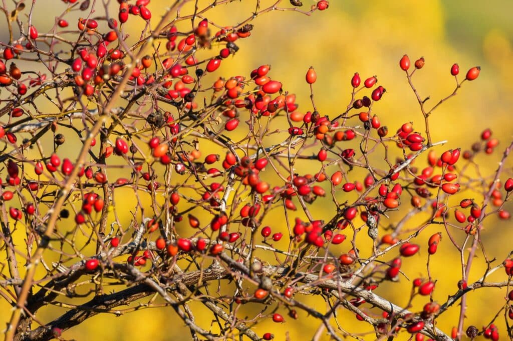 Briars Dream Meaning - Dream Dictionary