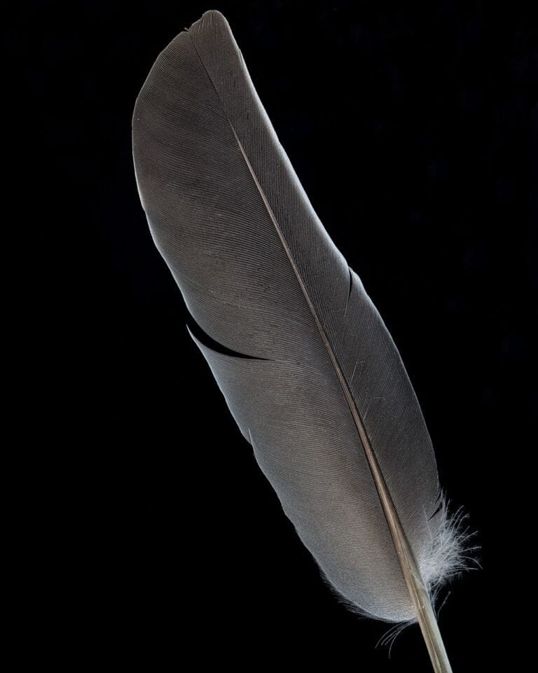 Slighted - Dream Dictionary