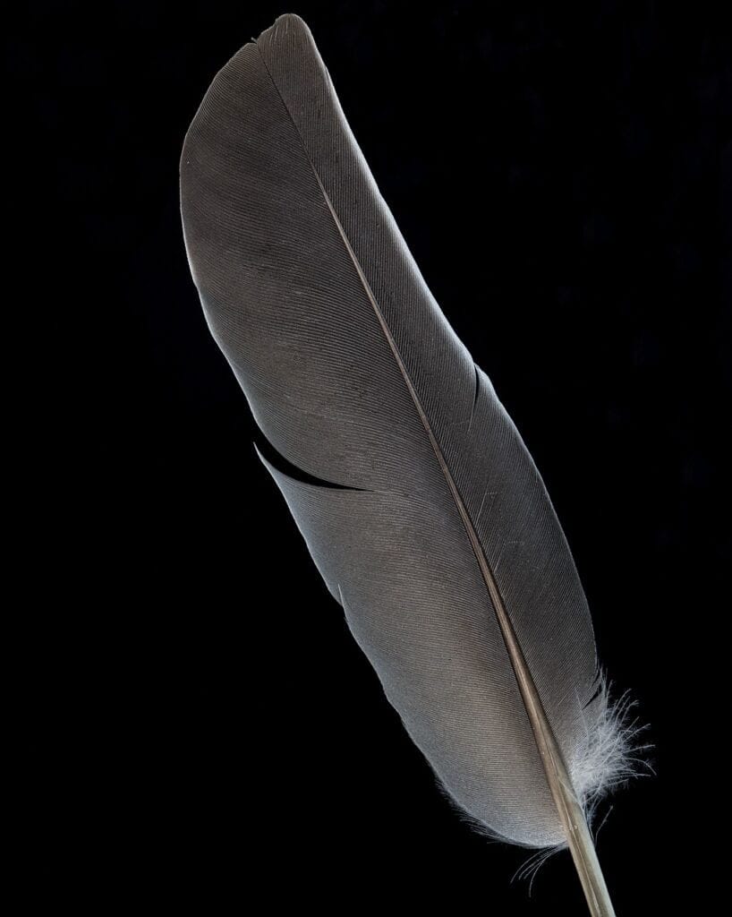 Slighted - Dream Dictionary