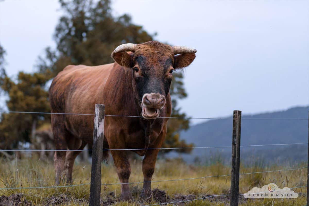 Bull Dream Dictionary